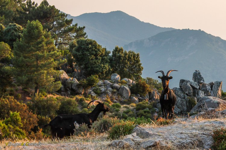 Corsican goat - Goat breed, origins and characteristics
