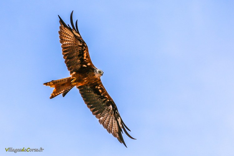 Milan Royal en Corse - Rapace - U Filanciu - Vidéo